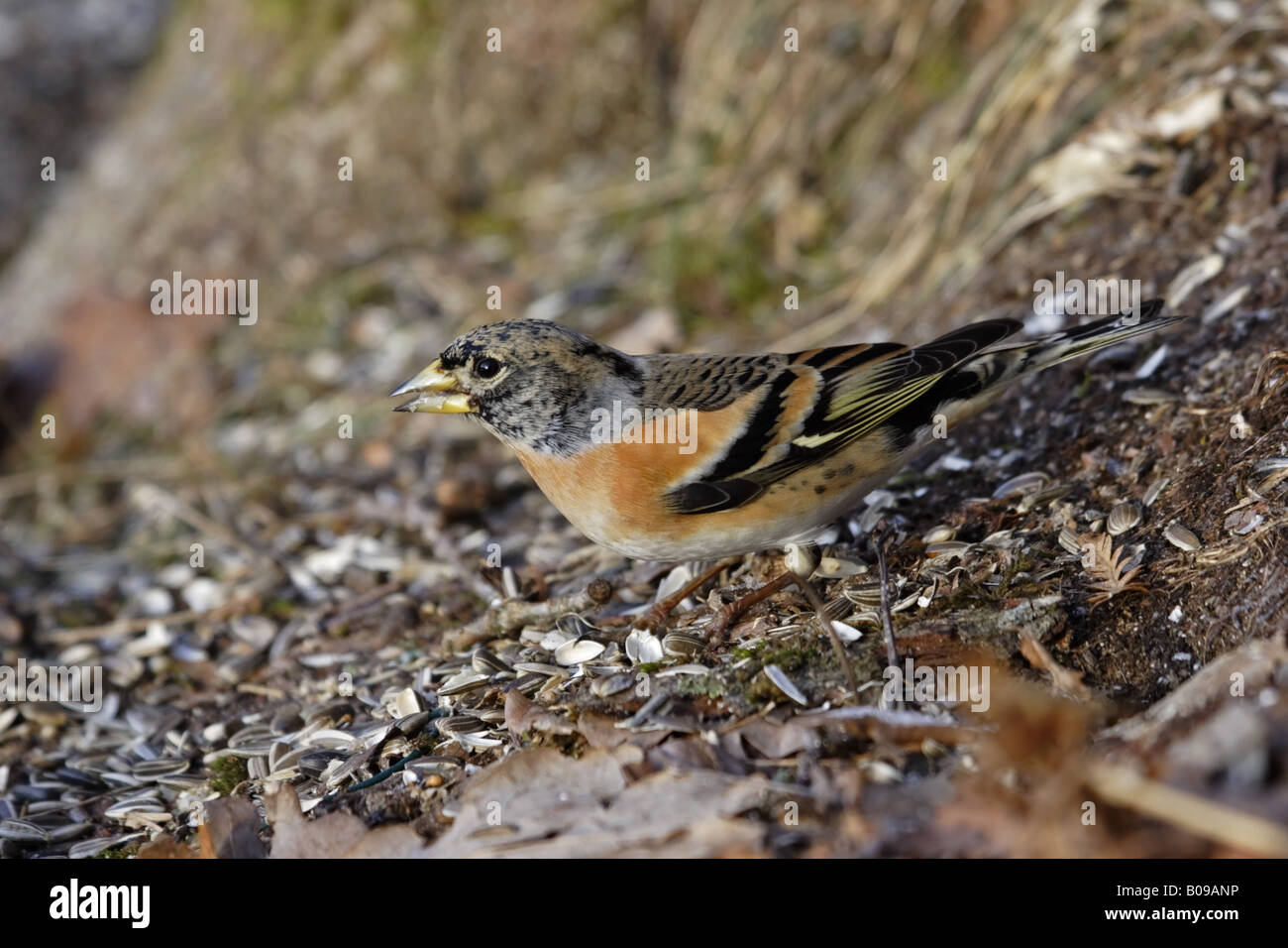 Bergfink Nordfink Fringilla montifringilla Stock Photo - Alamy