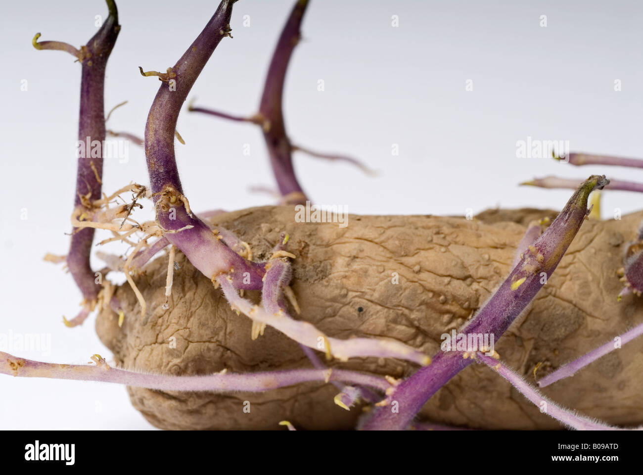 Stock photo of chitted potatoes Stock Photo - Alamy