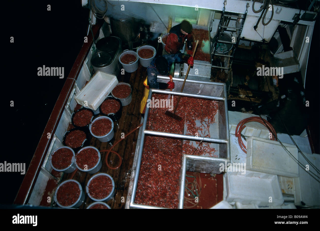 industrial shrimp fishing, Norway Stock Photo - Alamy