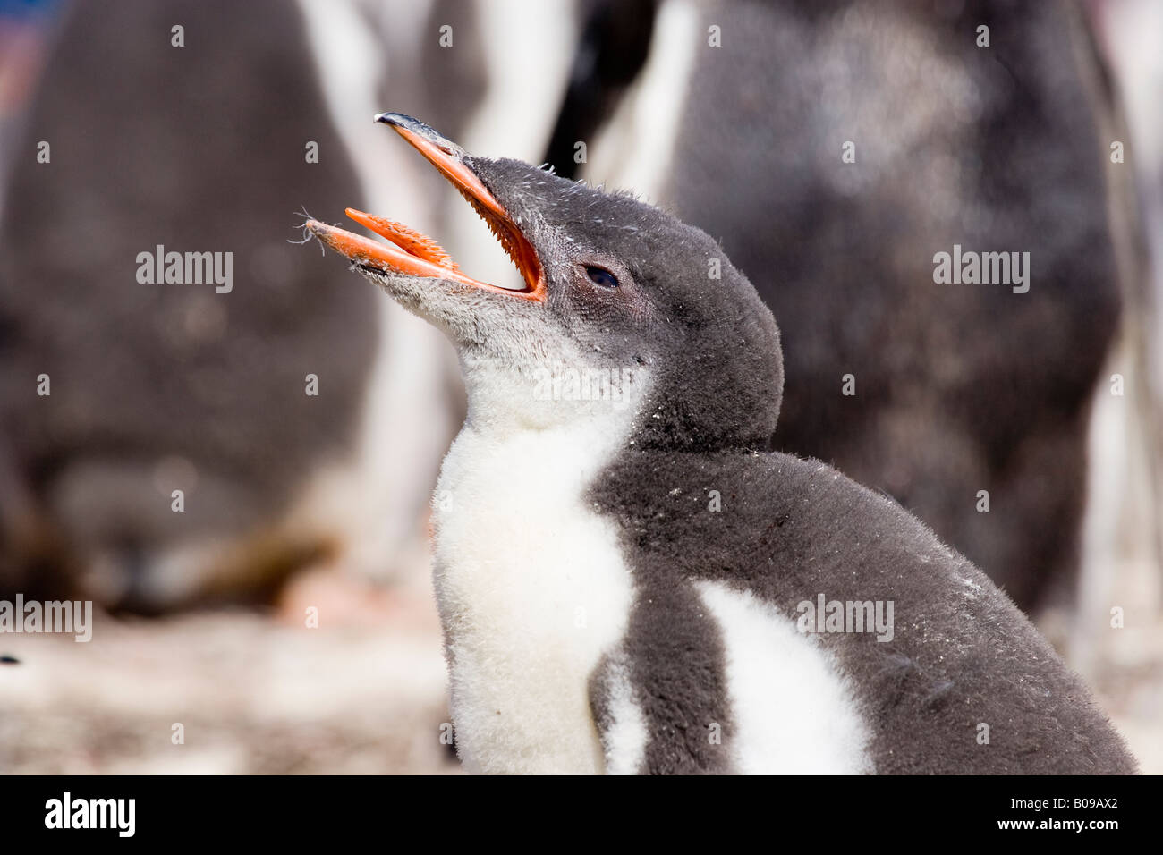 Gentoo Penguin (pygoscelis papua) chick panting in heat at Ajax Bay on ...
