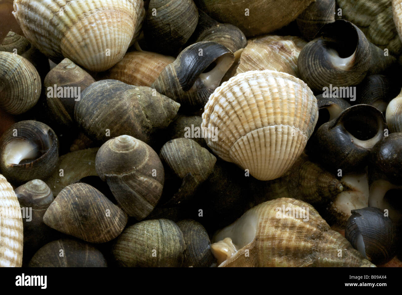 Whelks and clams hi-res stock photography and images - Alamy