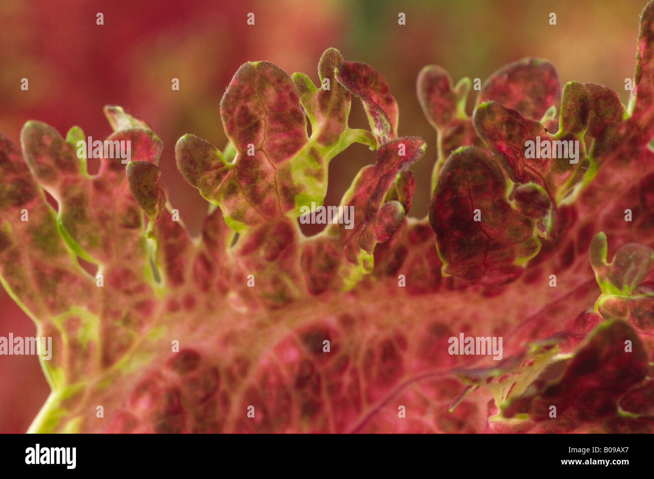 Solenostemon 'Jupiter' (Coleus,Flame nettle, Painted nettle.) Close up ...