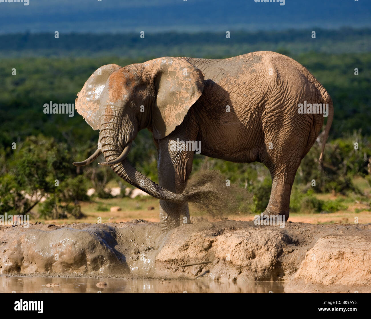 elephant spraying mud Stock Photo - Alamy