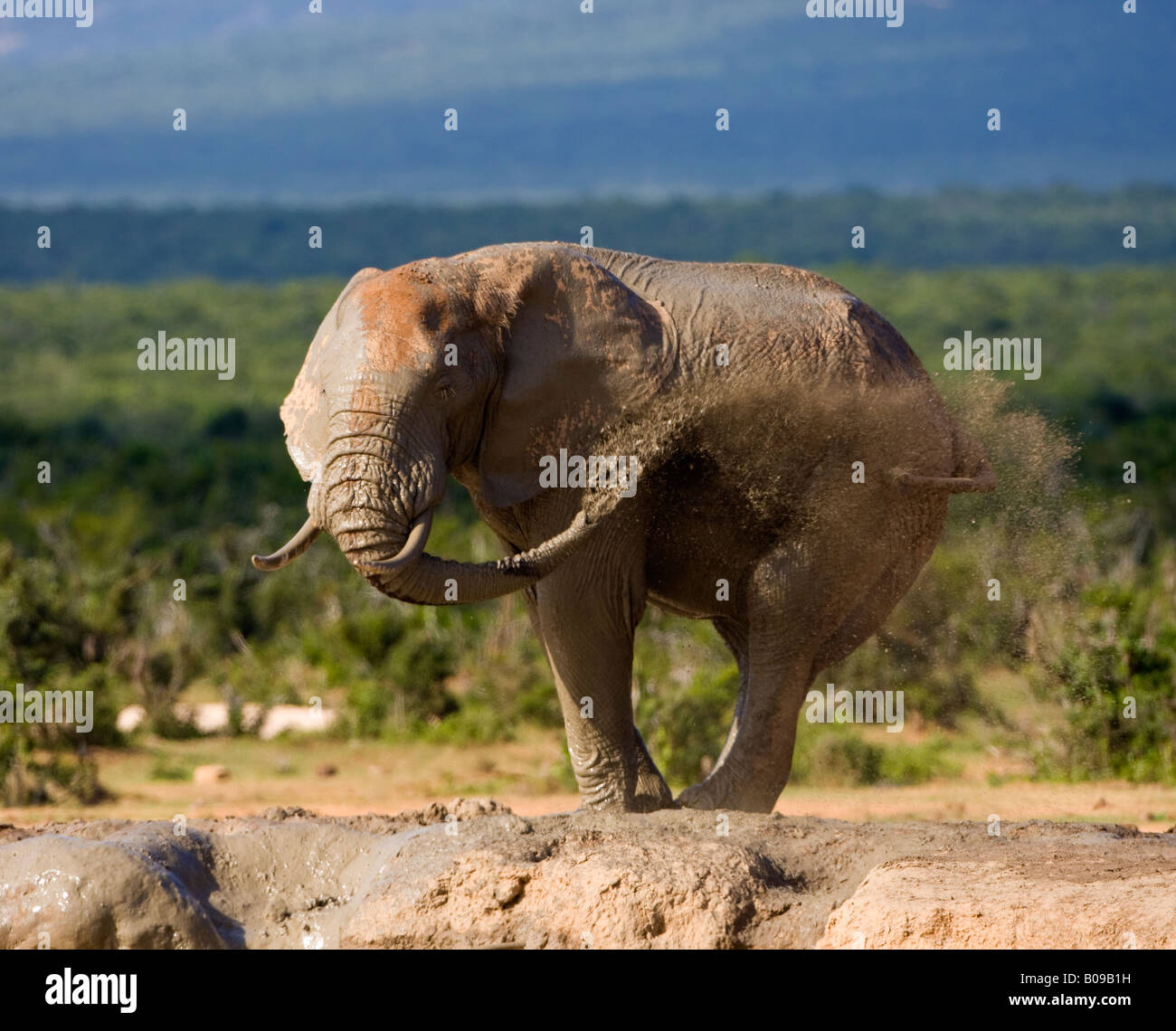 elephant spraying mud Stock Photo - Alamy