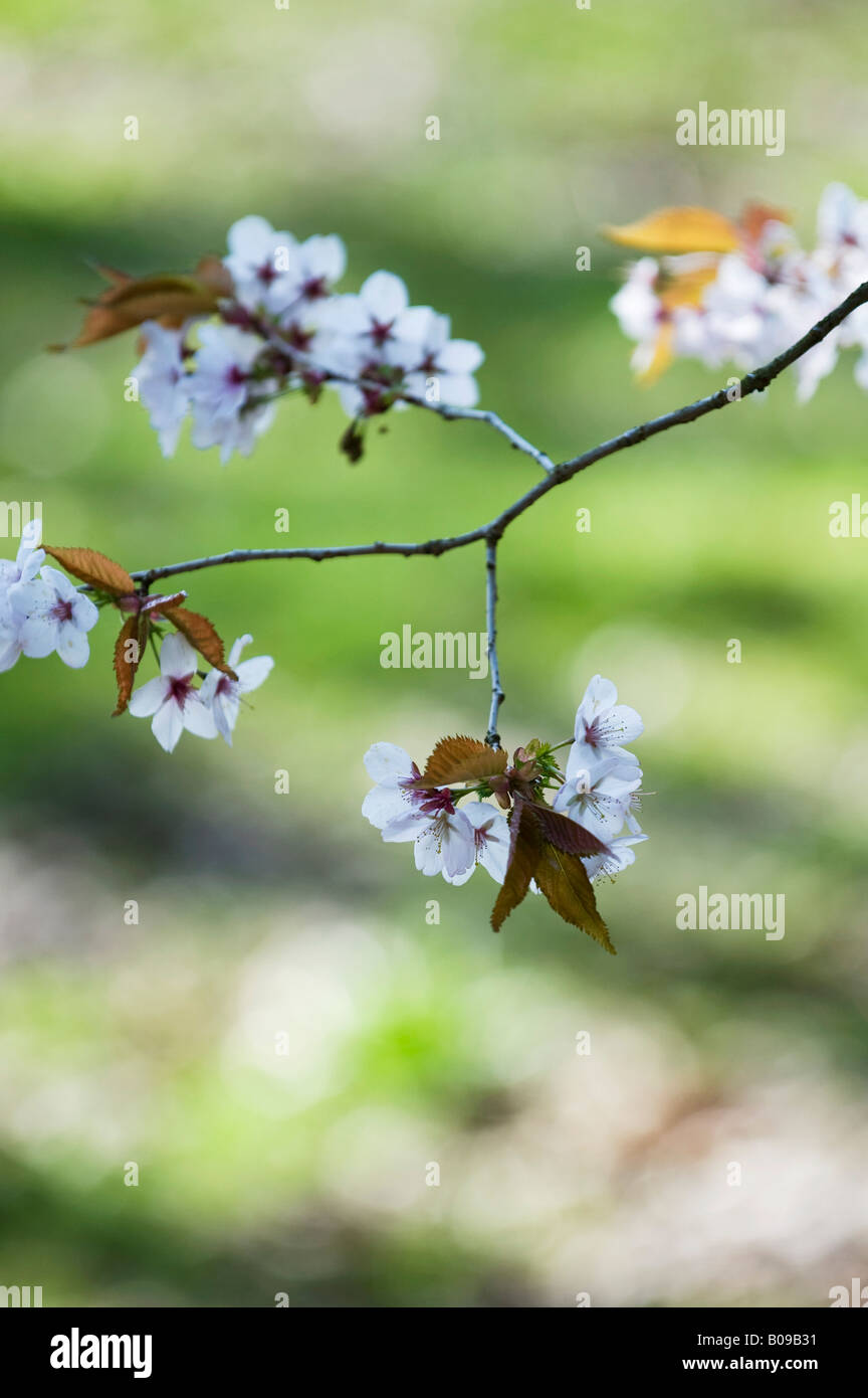 Prunus hillieri spire hi-res stock photography and images - Alamy
