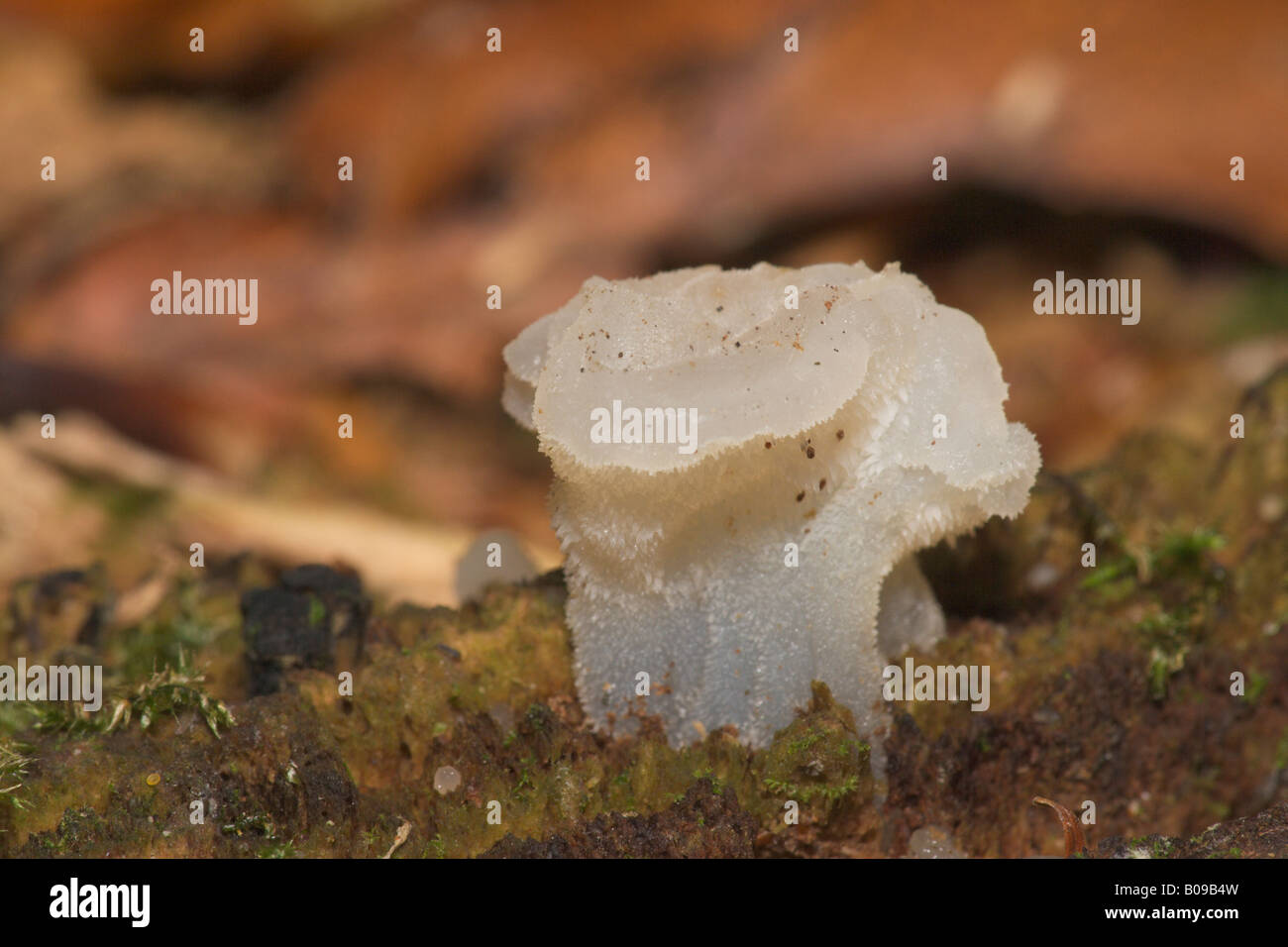Jelly Tooth fungus Pseudohydnum gelatinosum Stock Photo - Alamy