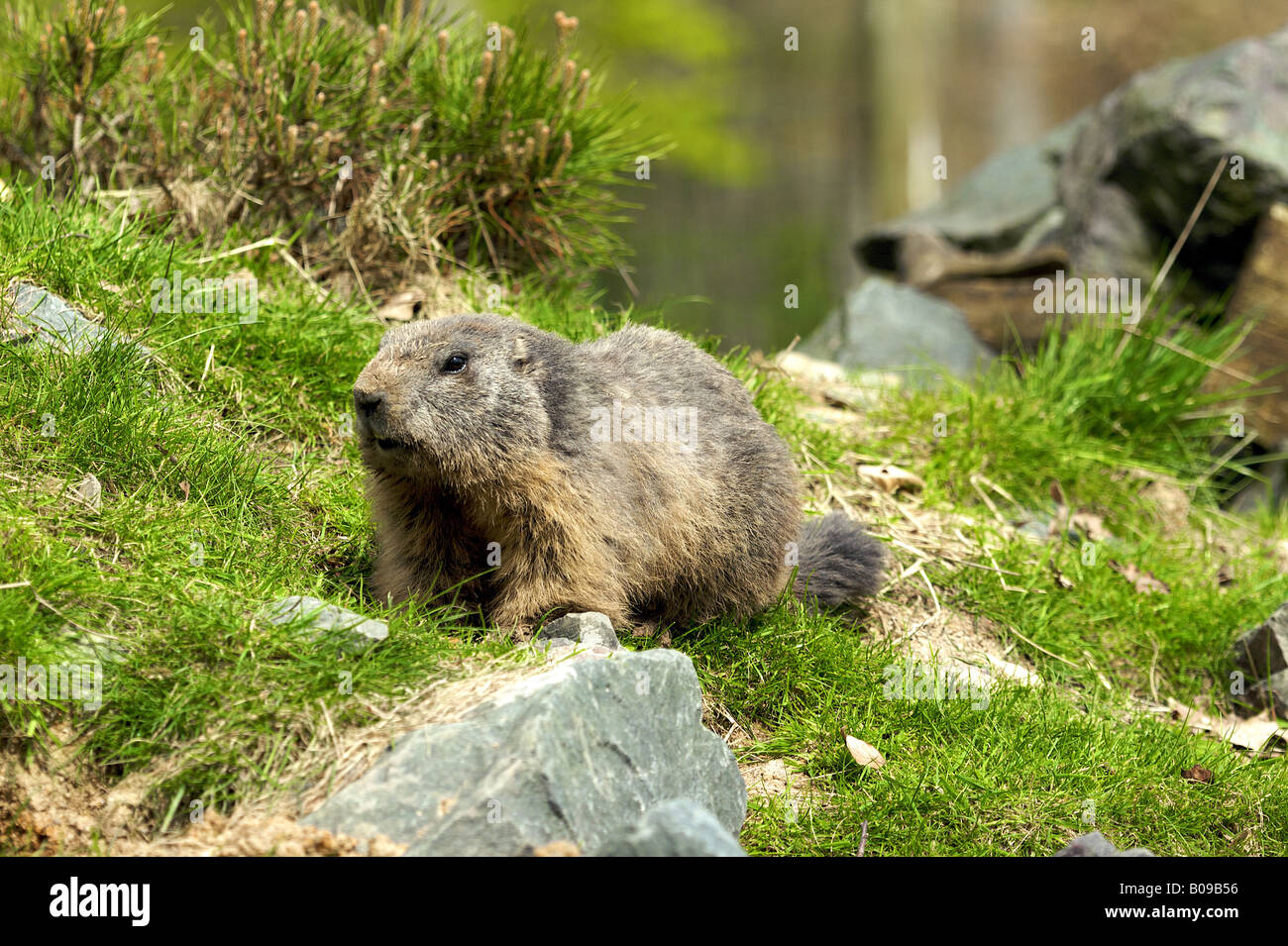 Marmot tail hi-res stock photography and images - Alamy