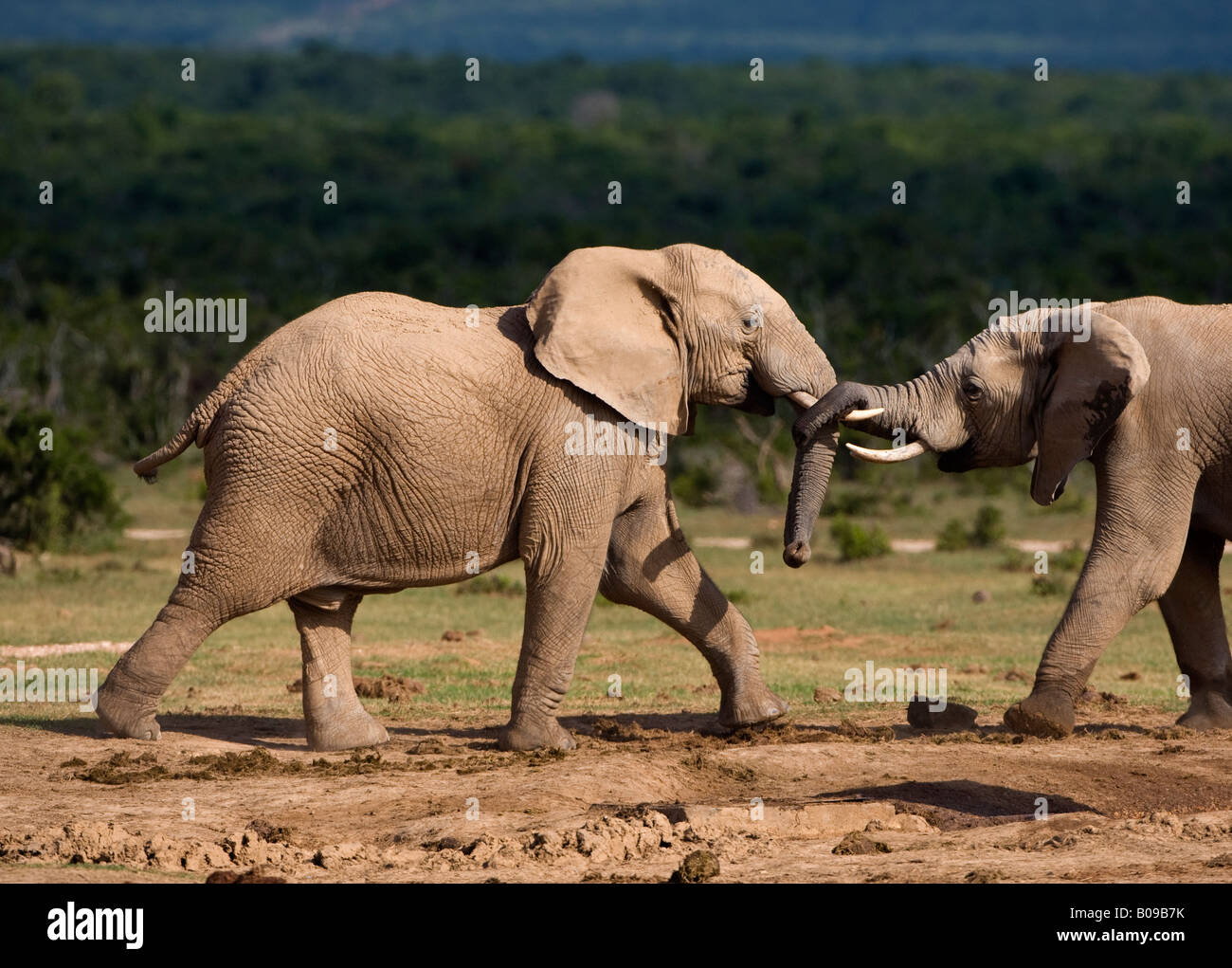 Elephants playing hi-res stock photography and images - Alamy