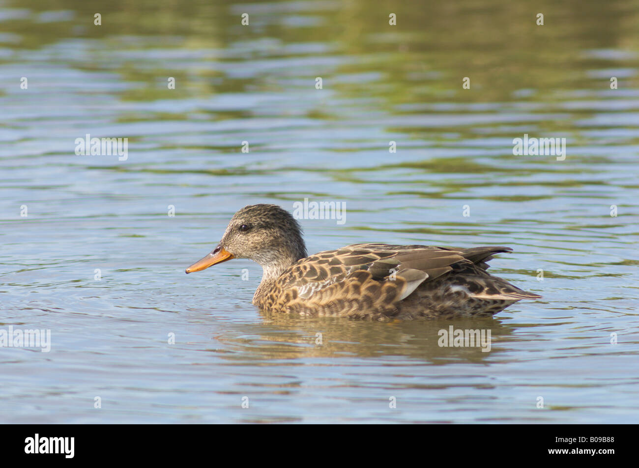 Female european gadwall duck hi-res stock photography and images - Alamy