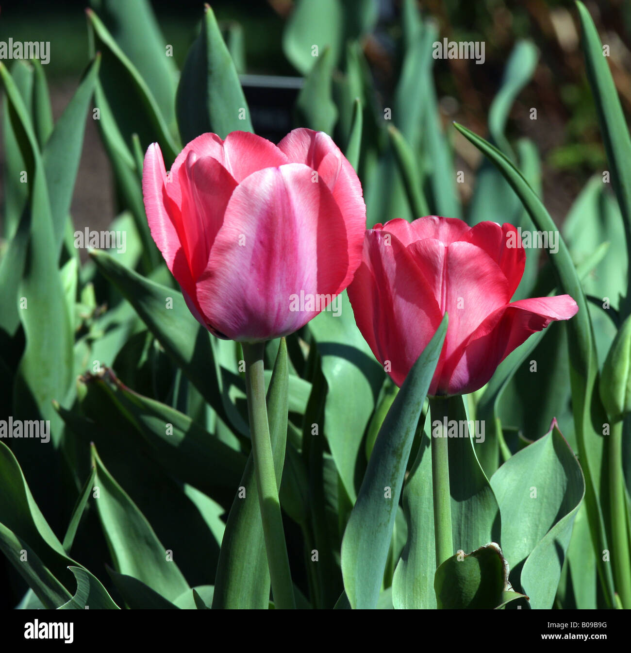 Closeup shot two red hi-res stock photography and images - Alamy