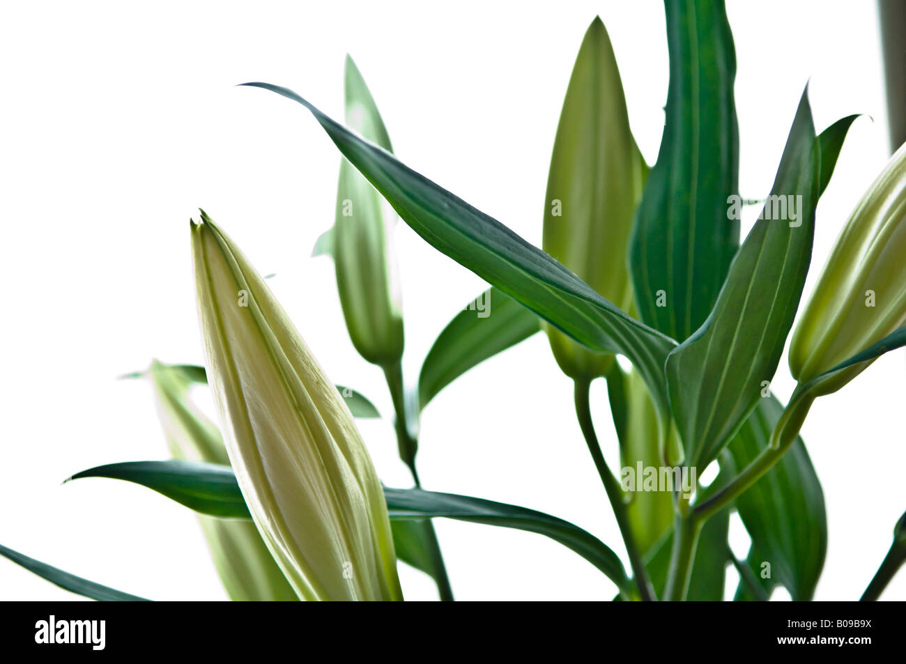 Closed lilies hi-res stock photography and images - Alamy