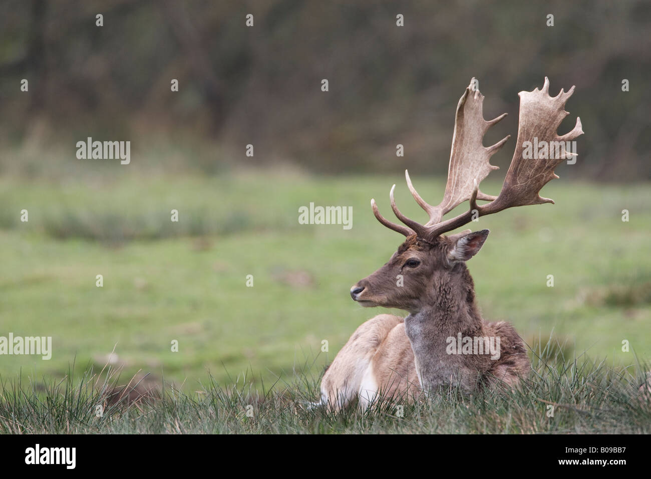 Fallow deer stag resting Stock Photo - Alamy