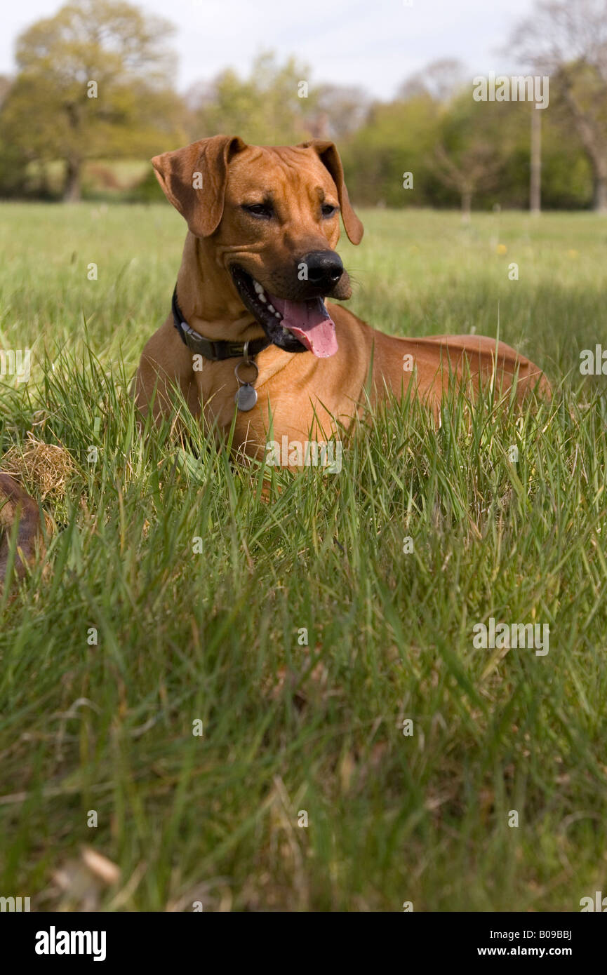 'Mo' The Rhodesian ridgeback laying in the grass Stock Photo - Alamy