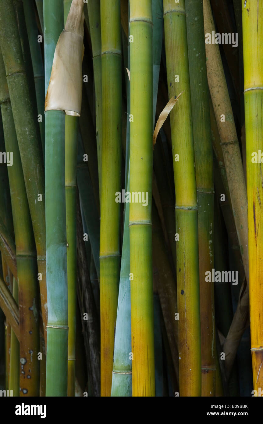 Bambusa textilis Kanapaha Graminae Wong Chuk Royal Bamboo at Kanapaha ...