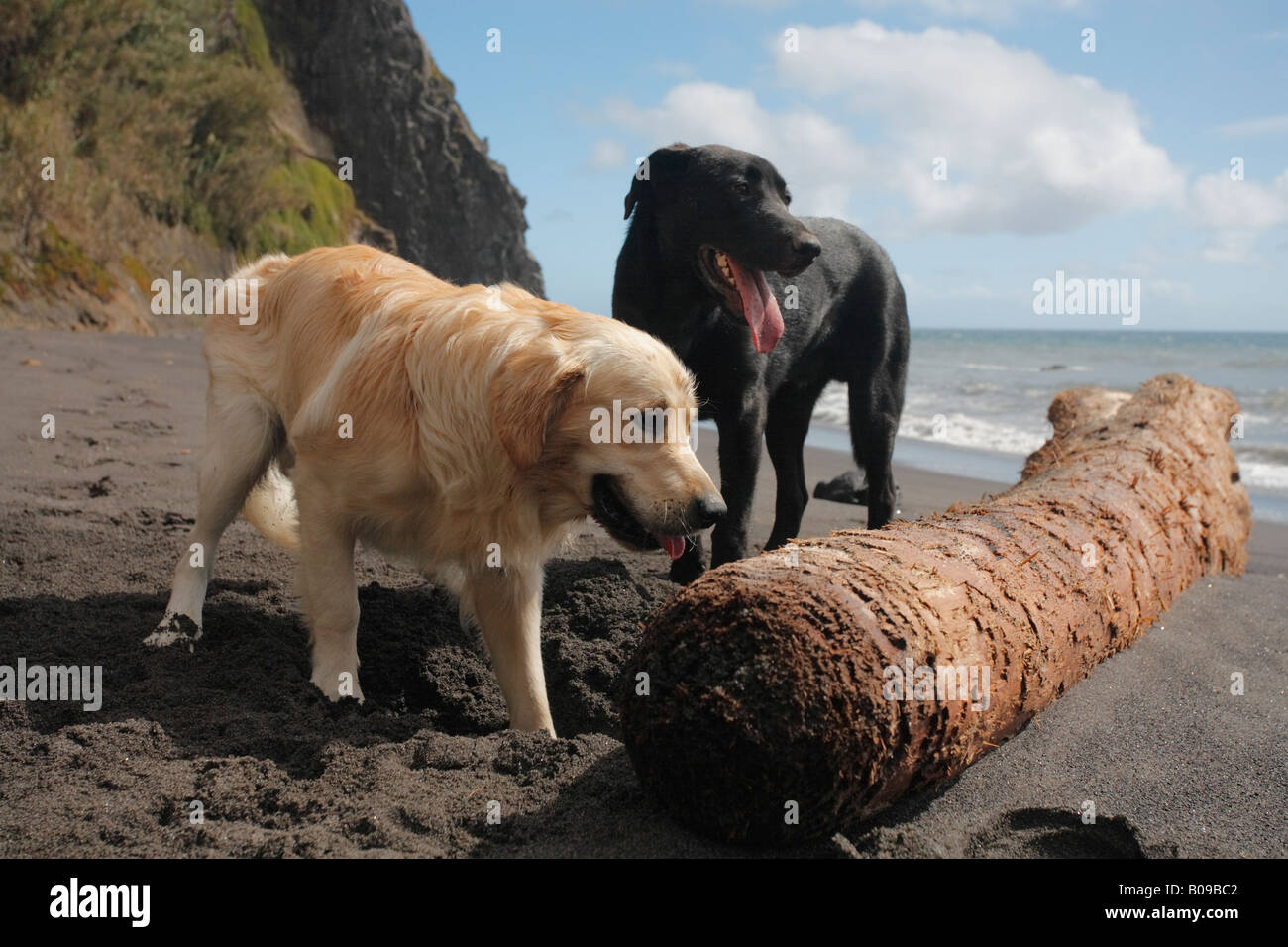Two dogs playing at the beach Stock Photo - Alamy