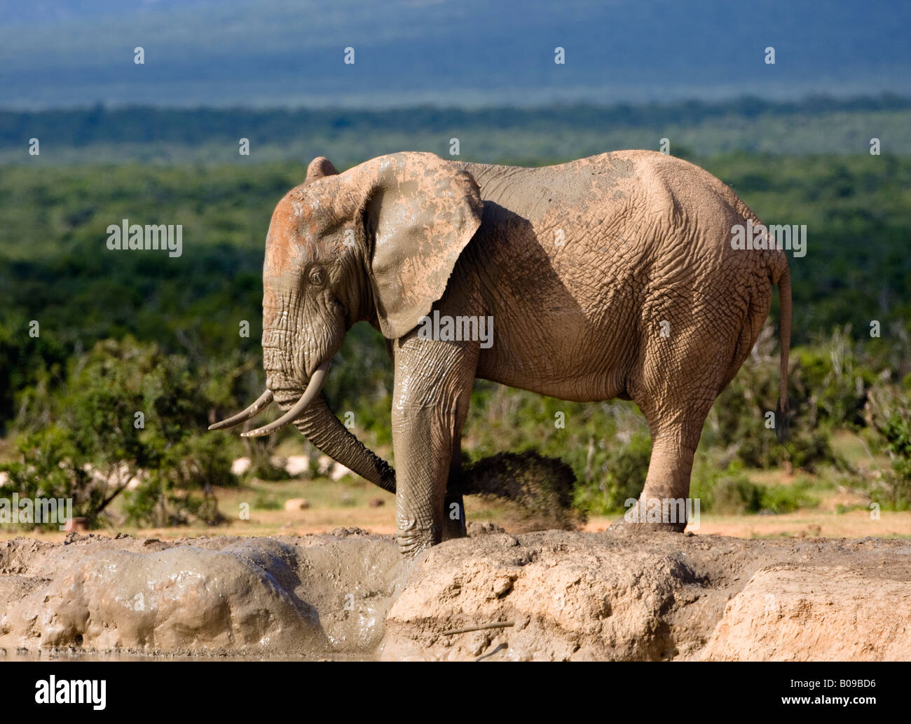 elephant spraying mud Stock Photo - Alamy