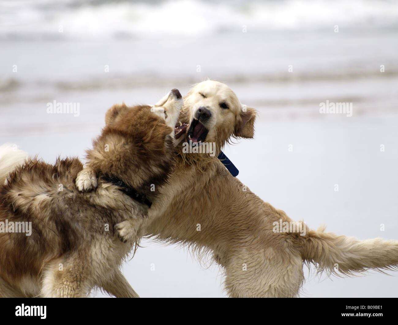 Two dogs fighting Stock Photo - Alamy