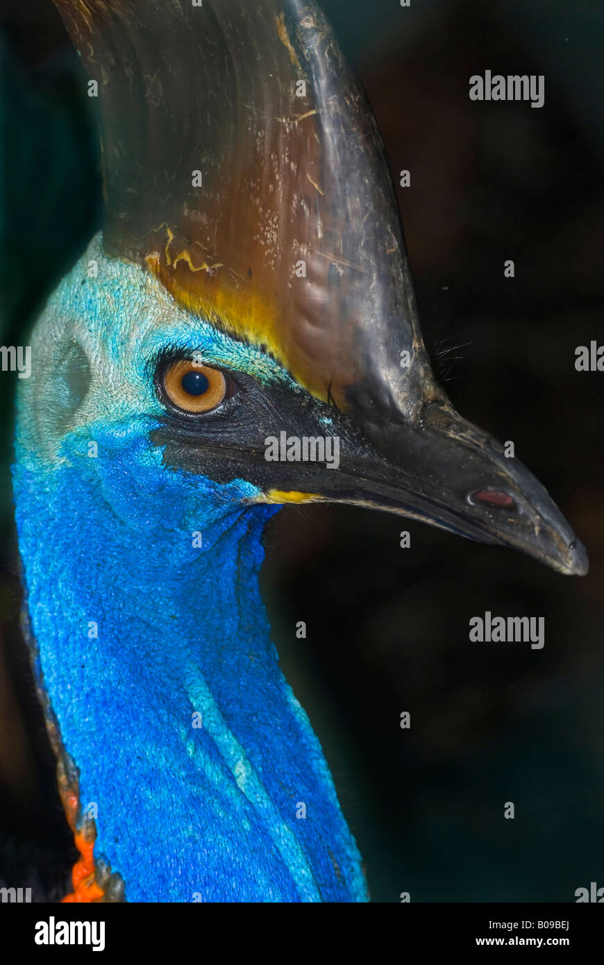 Male Southern Cassowary Casuarius casuarius Stock Photo - Alamy