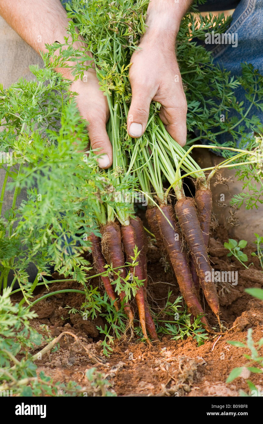 A farmer harvesting purple carrots Stock Photo - Alamy