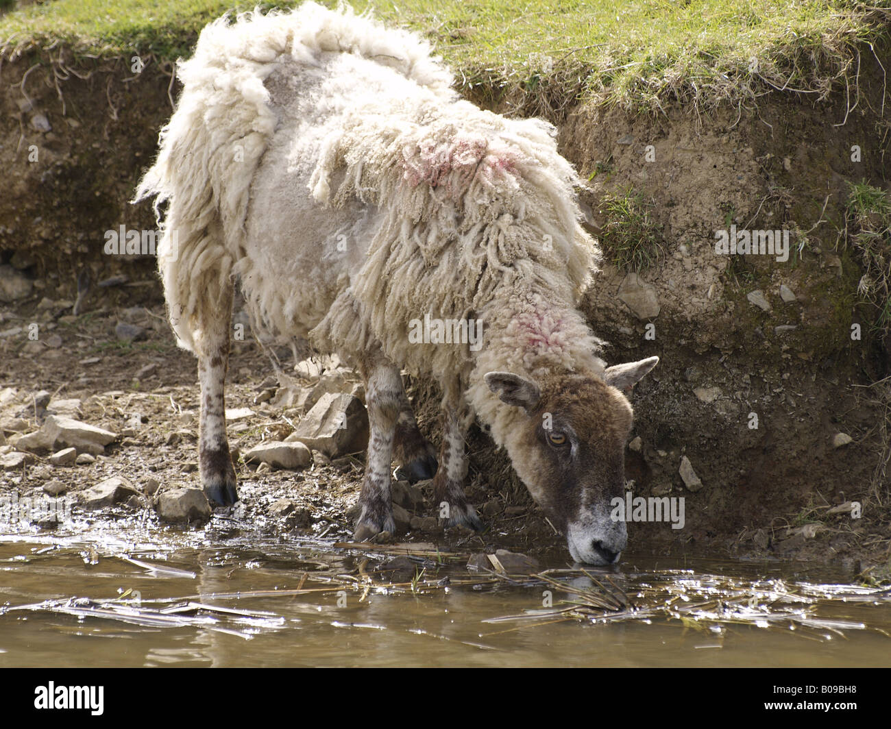 A sheep that looks in bad condition drinking from the edge of a canal ...