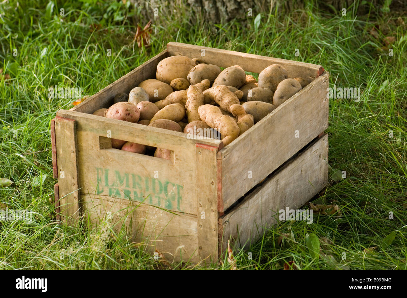 A photo of a large crate of potatoes Stock Photo - Alamy