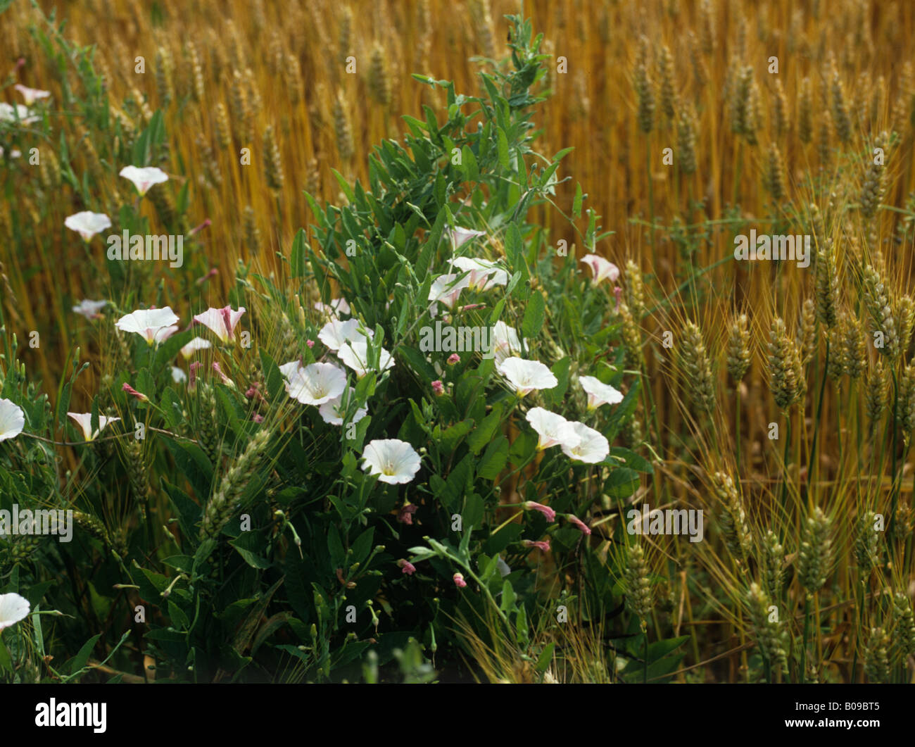Field bindweed Convolvulus arvensis annual flowering arable weed in a ...