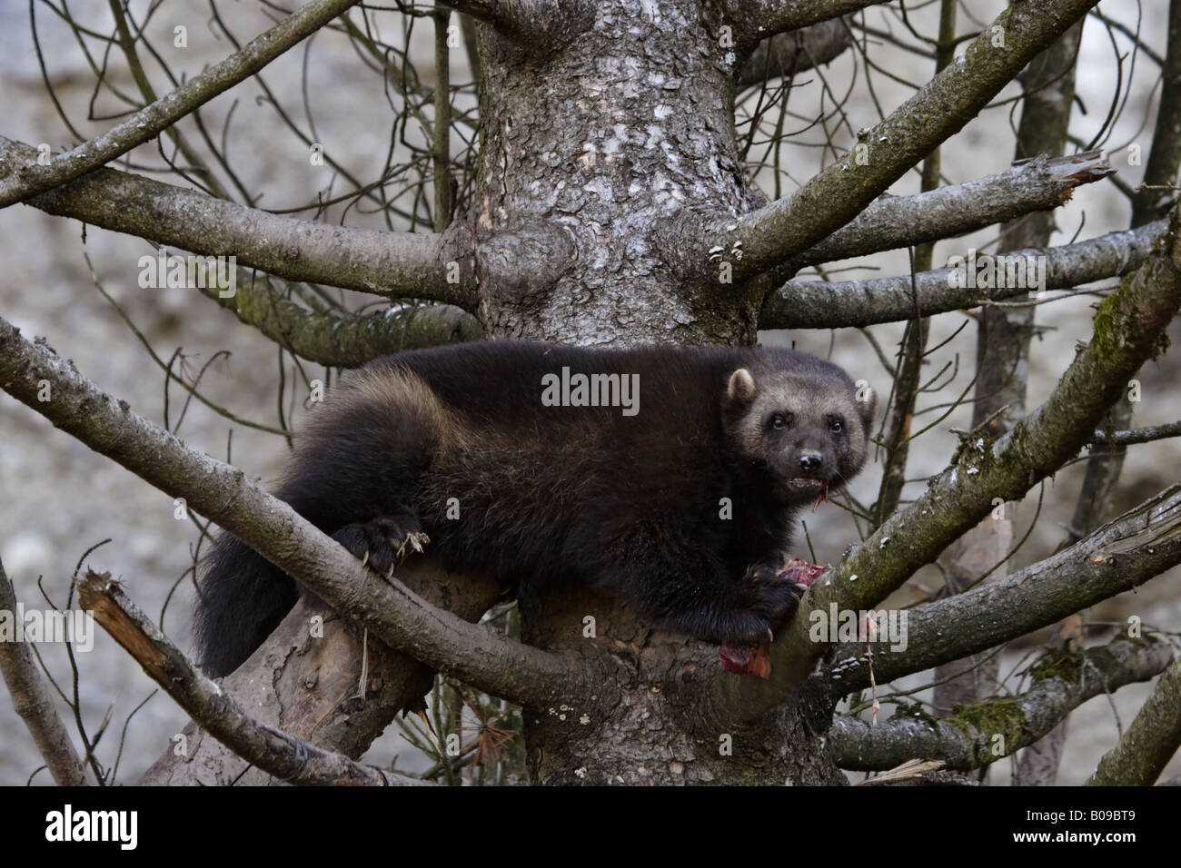 Wolverine climbing tree hi-res stock photography and images - Alamy