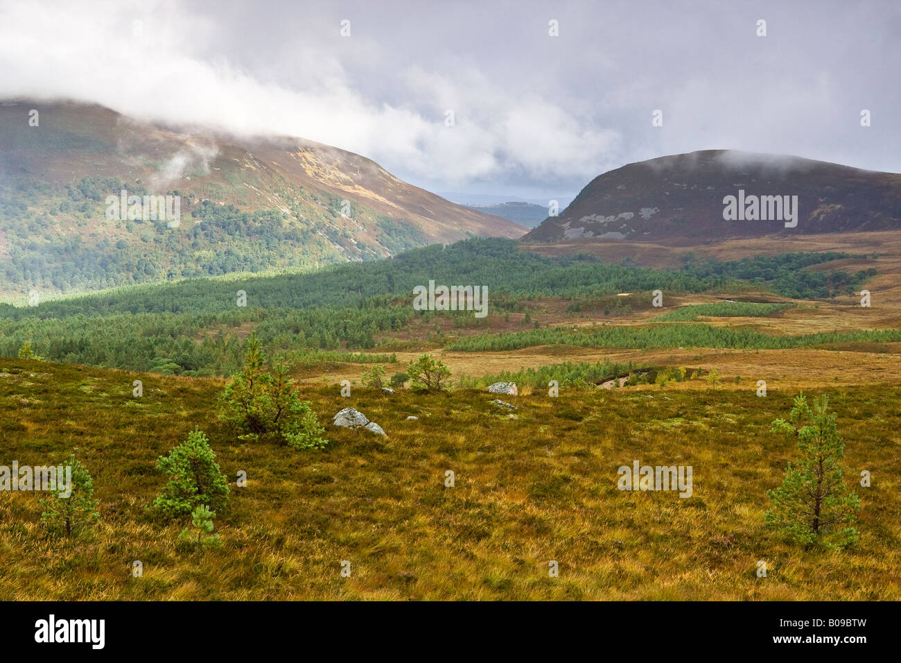 A view of Glenmore Forest Park Scotland Stock Photo - Alamy