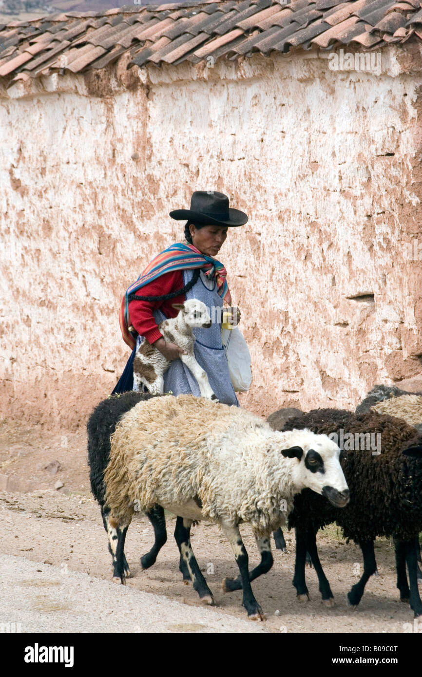 Sheep herding peru hi-res stock photography and images - Alamy