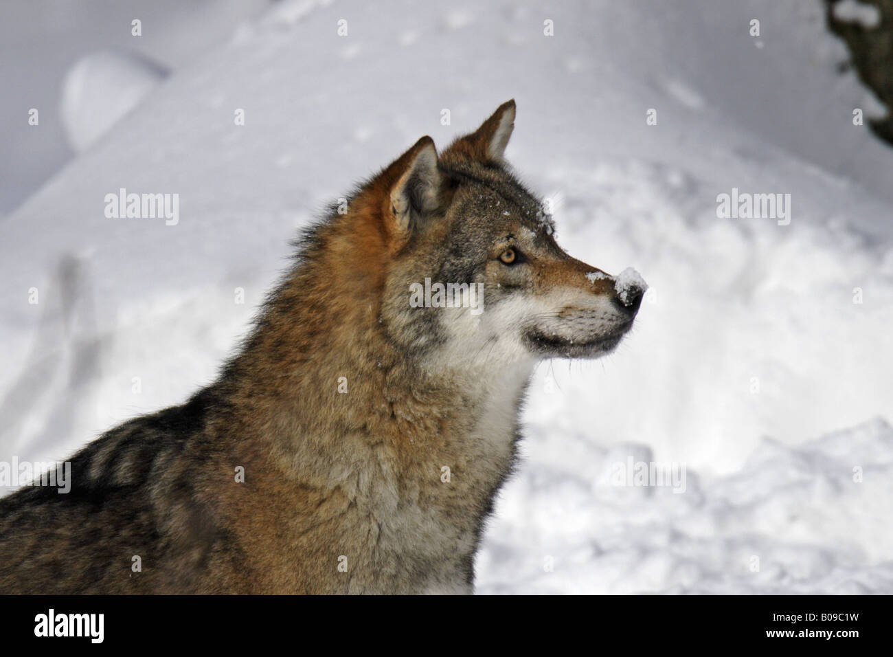 Wolf chasing prey hi-res stock photography and images - Alamy