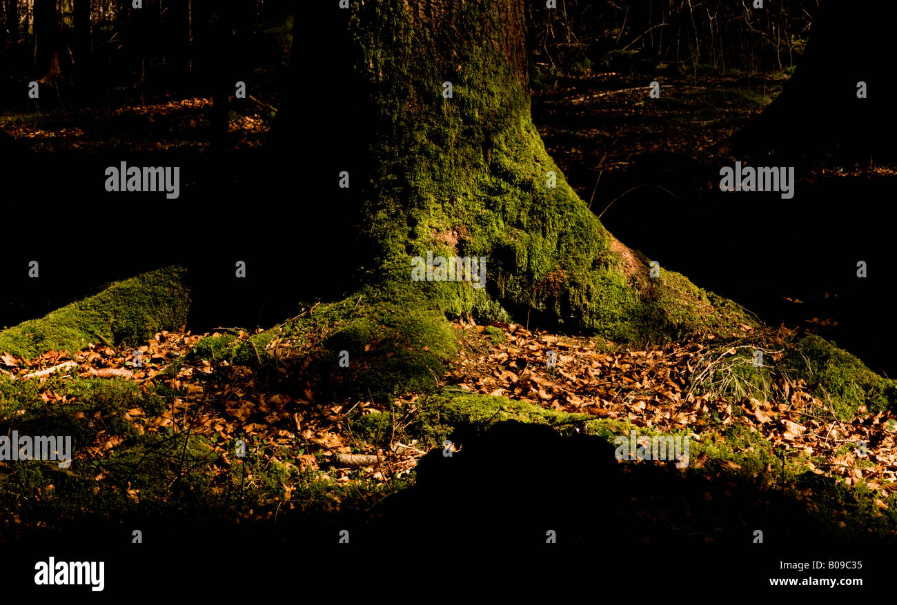 Moss covered tree trunk and roots with golden winter leaves Stock Photo ...