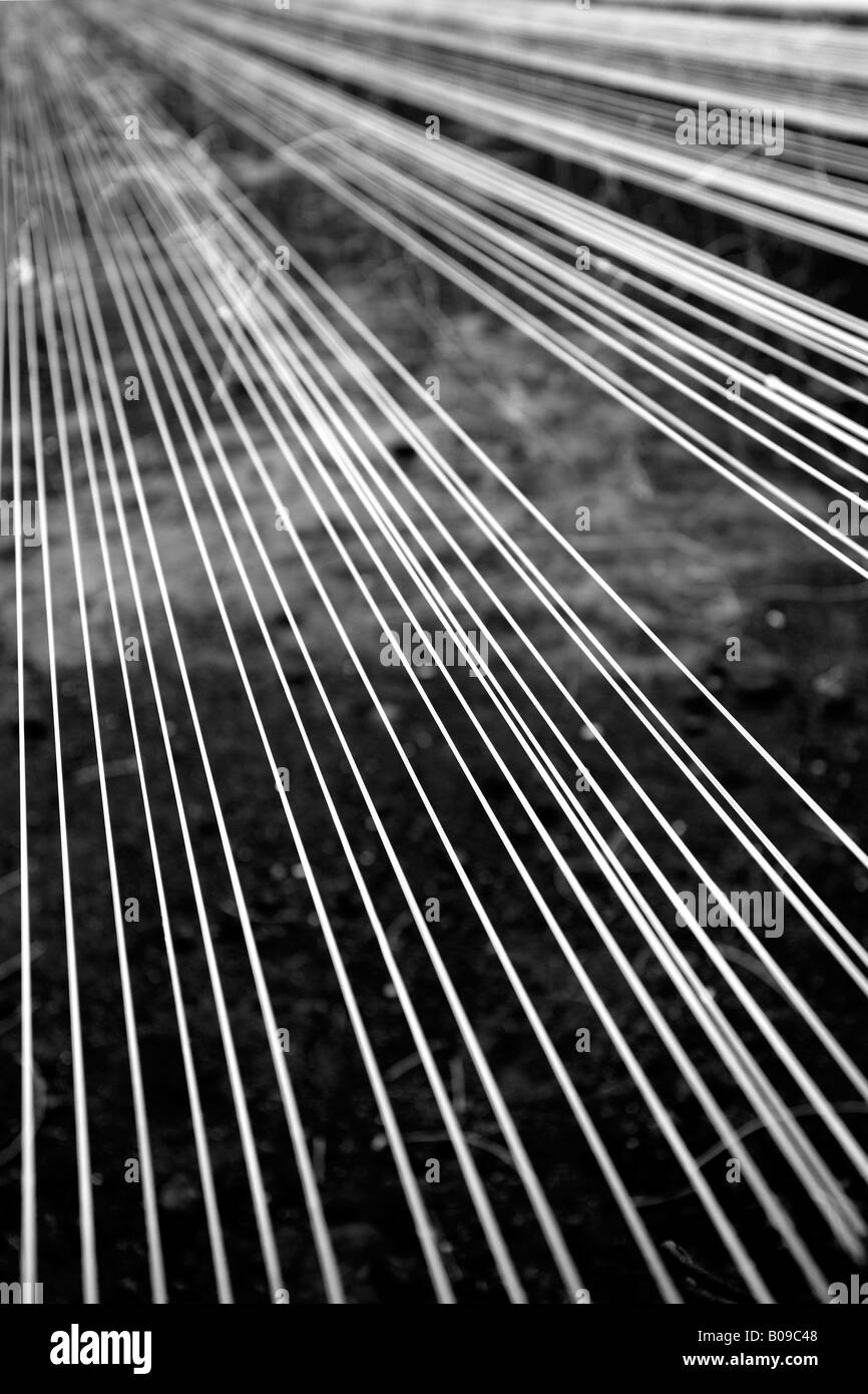 Black and white abstract of fishing lines Stock Photo - Alamy