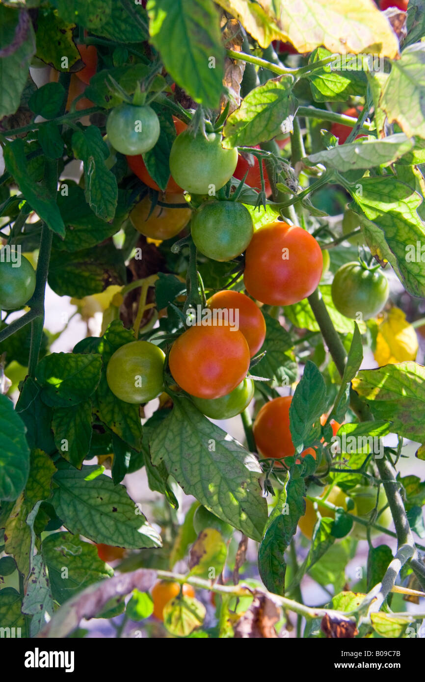 Ready to pick tomato hi-res stock photography and images - Alamy