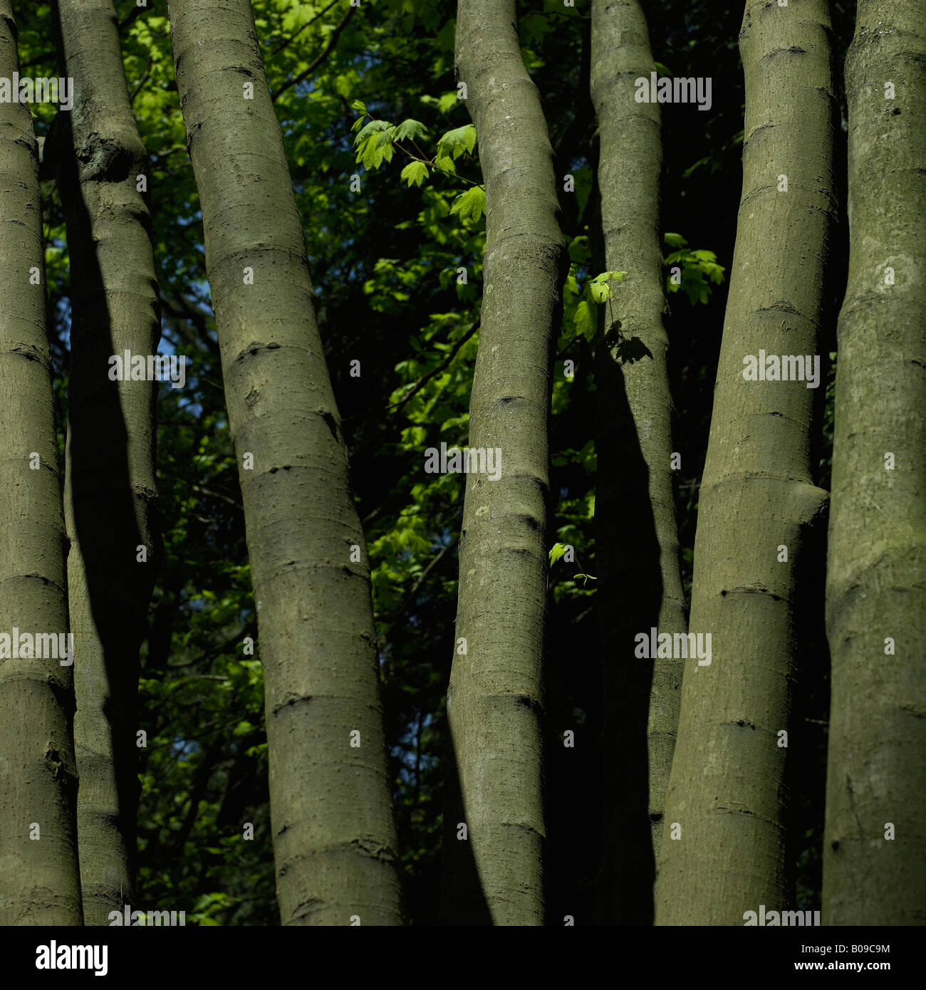 Shadowy tree trunks hi-res stock photography and images - Alamy