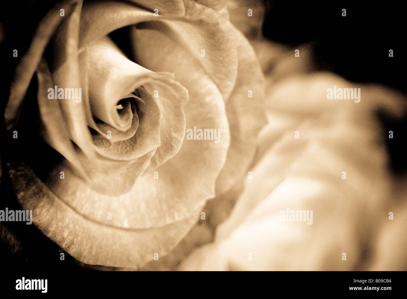 Sepia roses hi-res stock photography and images - Alamy