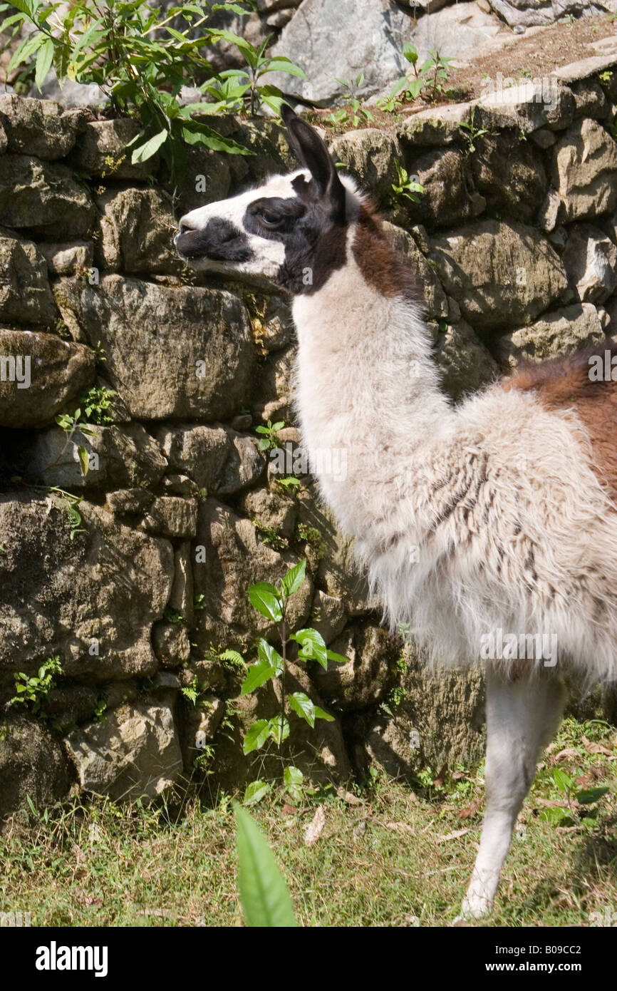South America - Peru. Llama grazing along the Inca Trail at Machu ...