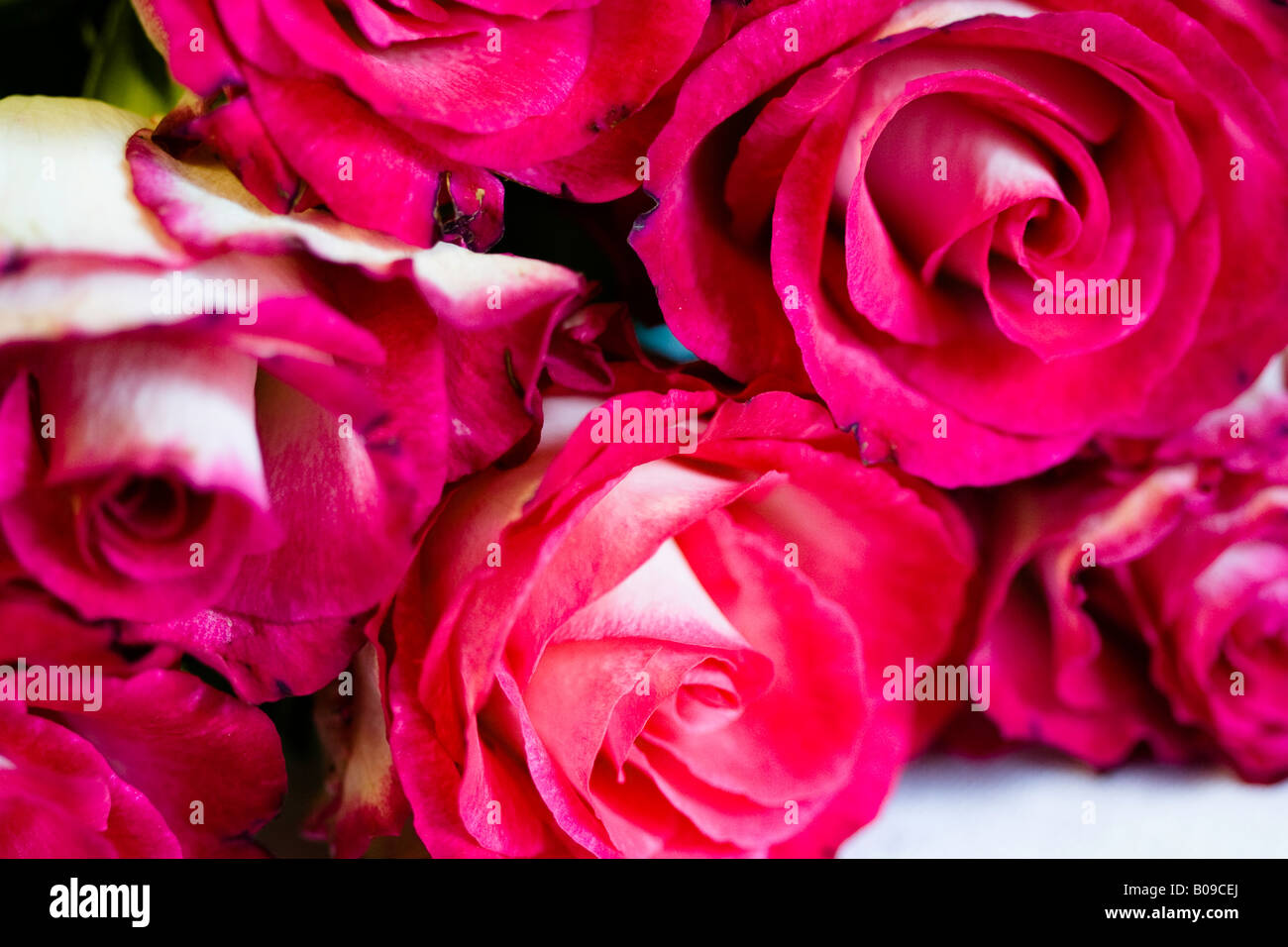 Deep pink roses Stock Photo - Alamy