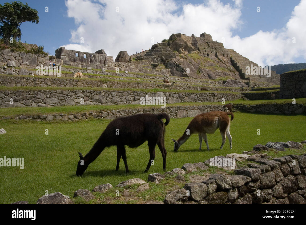 South America - Peru. Llamas feeding on main plaza in the lost Inca ...
