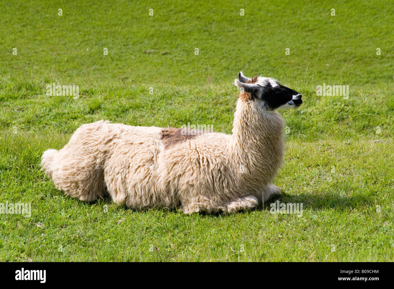 Peru city llama plaza hi-res stock photography and images - Alamy