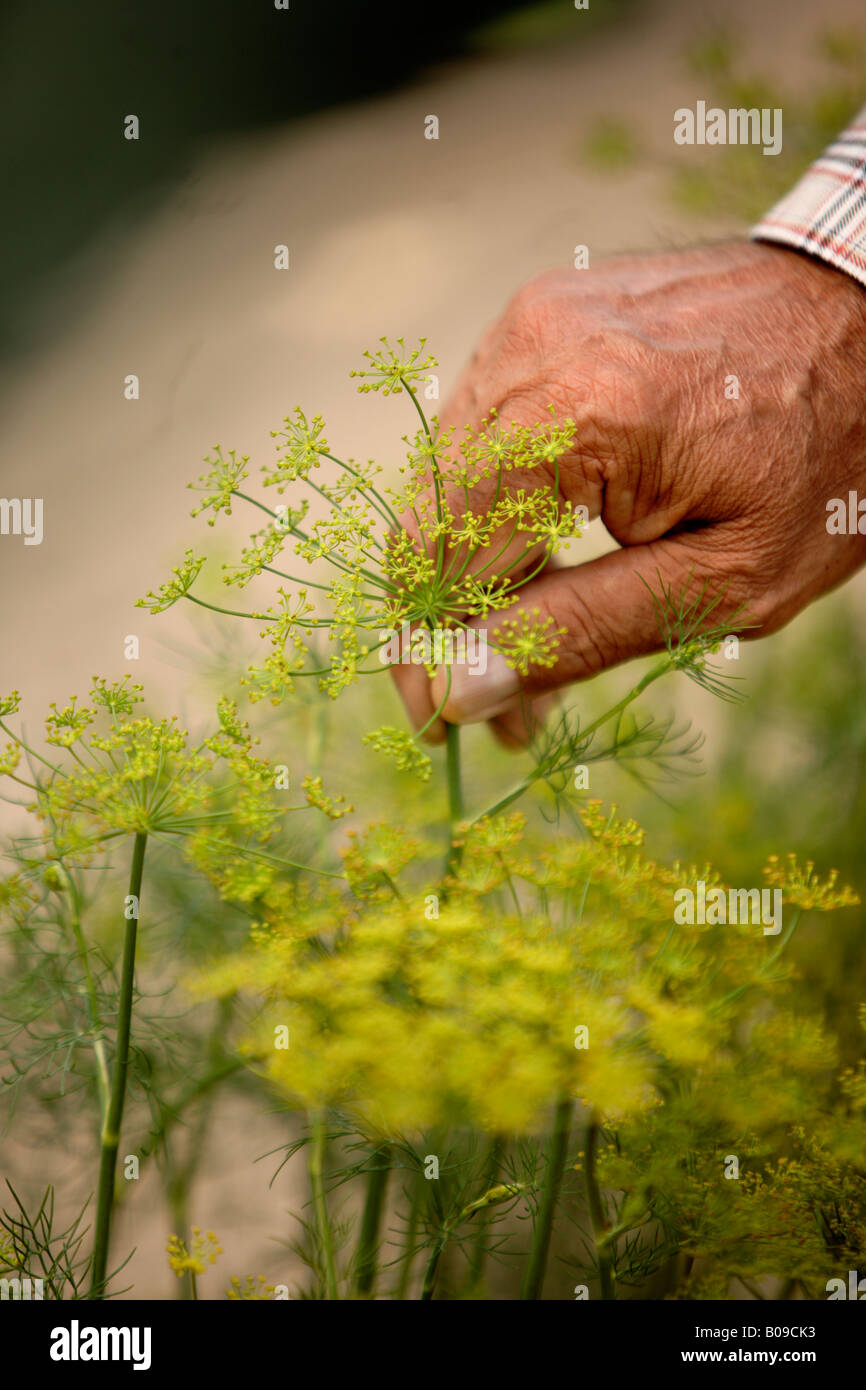 Herbs gardens hi-res stock photography and images - Alamy