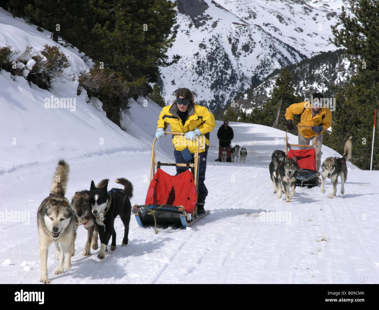 Sled dog race Pyrenees Andorra Stock Photo - Alamy