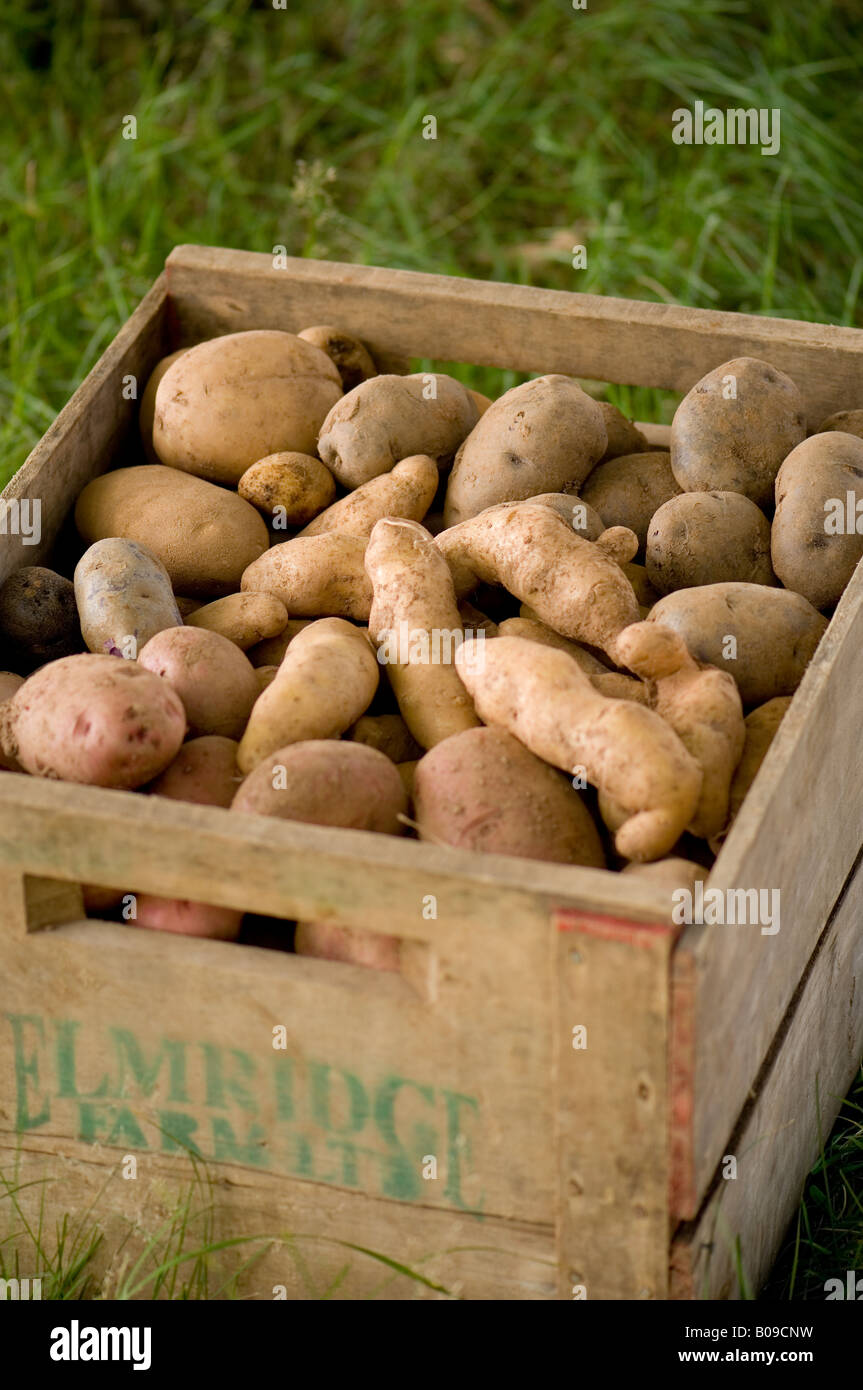 A photo of a large crate of potatoes Stock Photo - Alamy