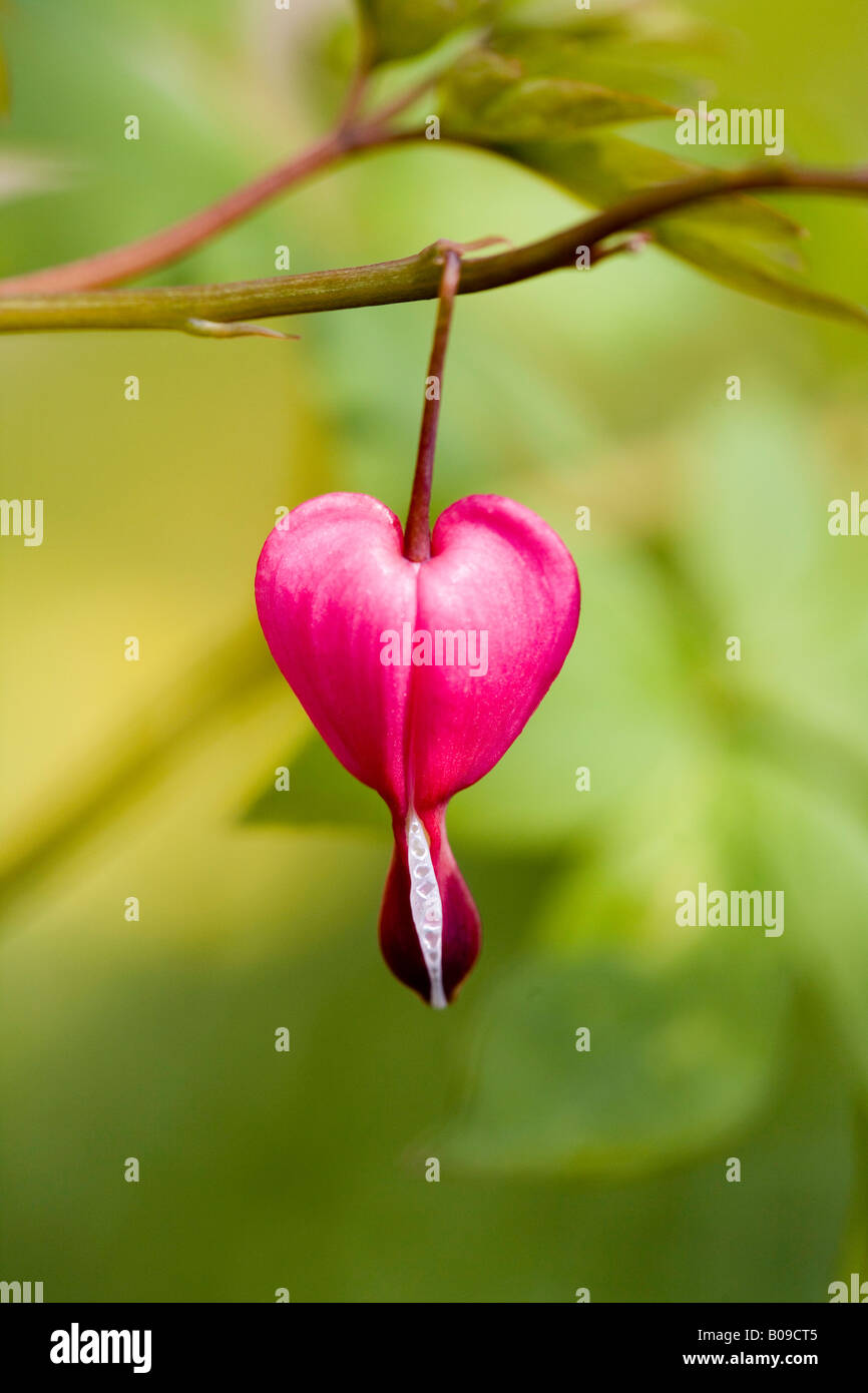 "Bleeding Hearts" Dicentra Spectabilis Stock Photo - Alamy