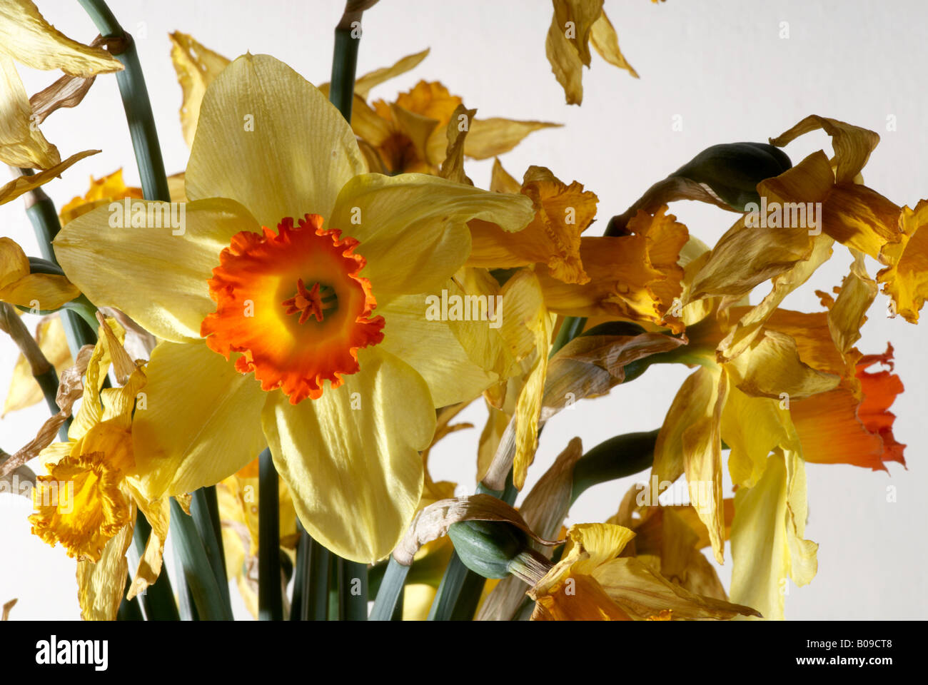 One live daffodil surrounded by a bunch of dead daffodils in a vase ...