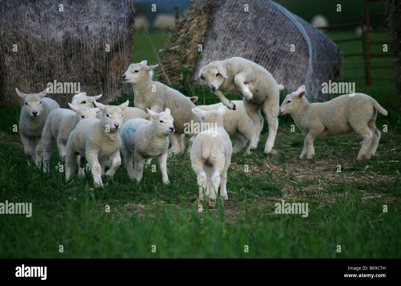 Lambs leaping and playing in fields in Steeple Bumstead on the Essex ...