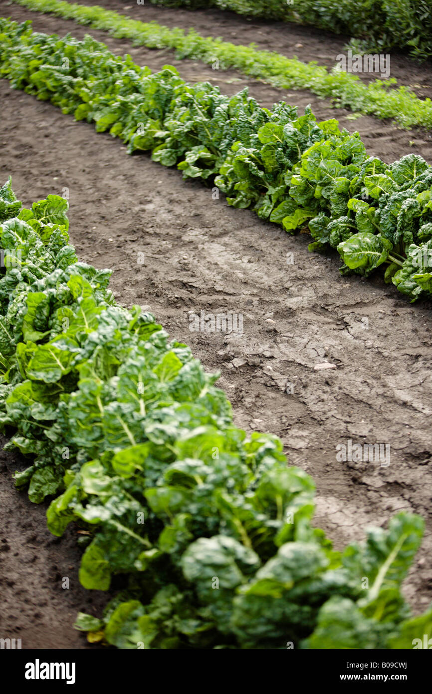 Beets growing in rows Stock Photo - Alamy