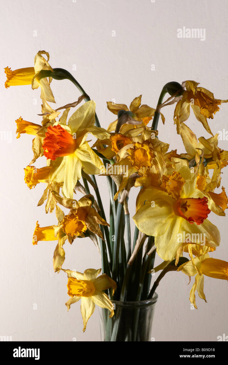 One live daffodil Narcissus surrounded by a bunch of dead daffodils in ...