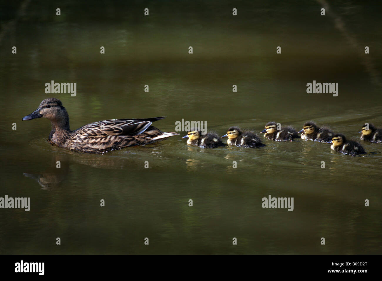 Mother Duck and Ducklings on the River Stour at Clare Priory in Suffolk ...