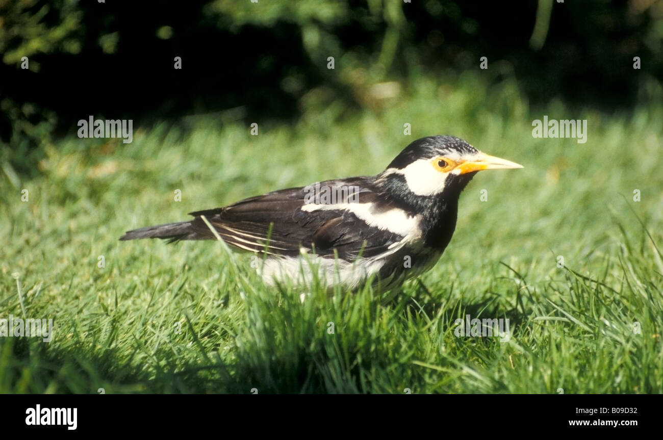 Asian pied myna sturnus contra contra adult hi-res stock photography ...