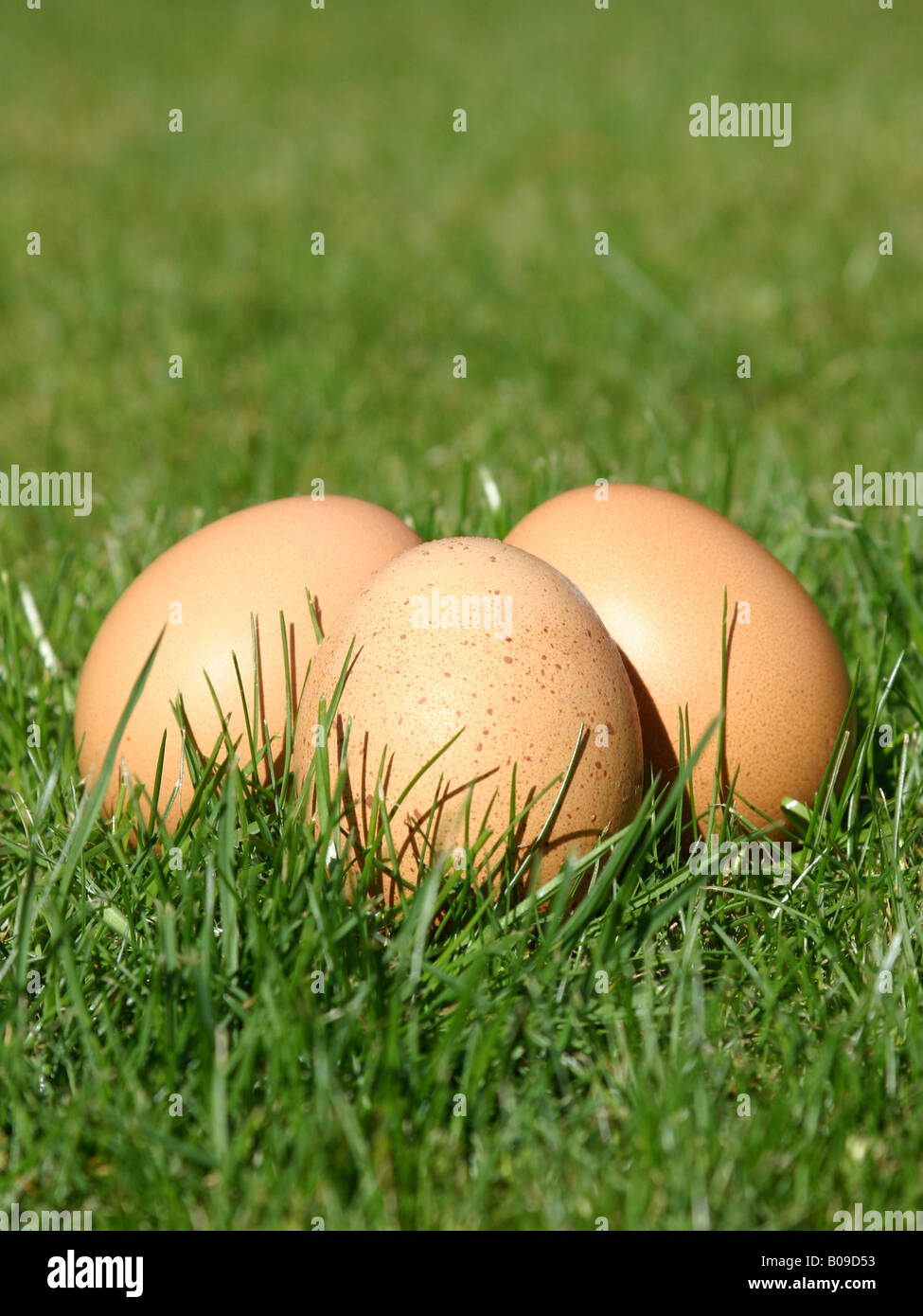 Free range eggs Stock Photo - Alamy